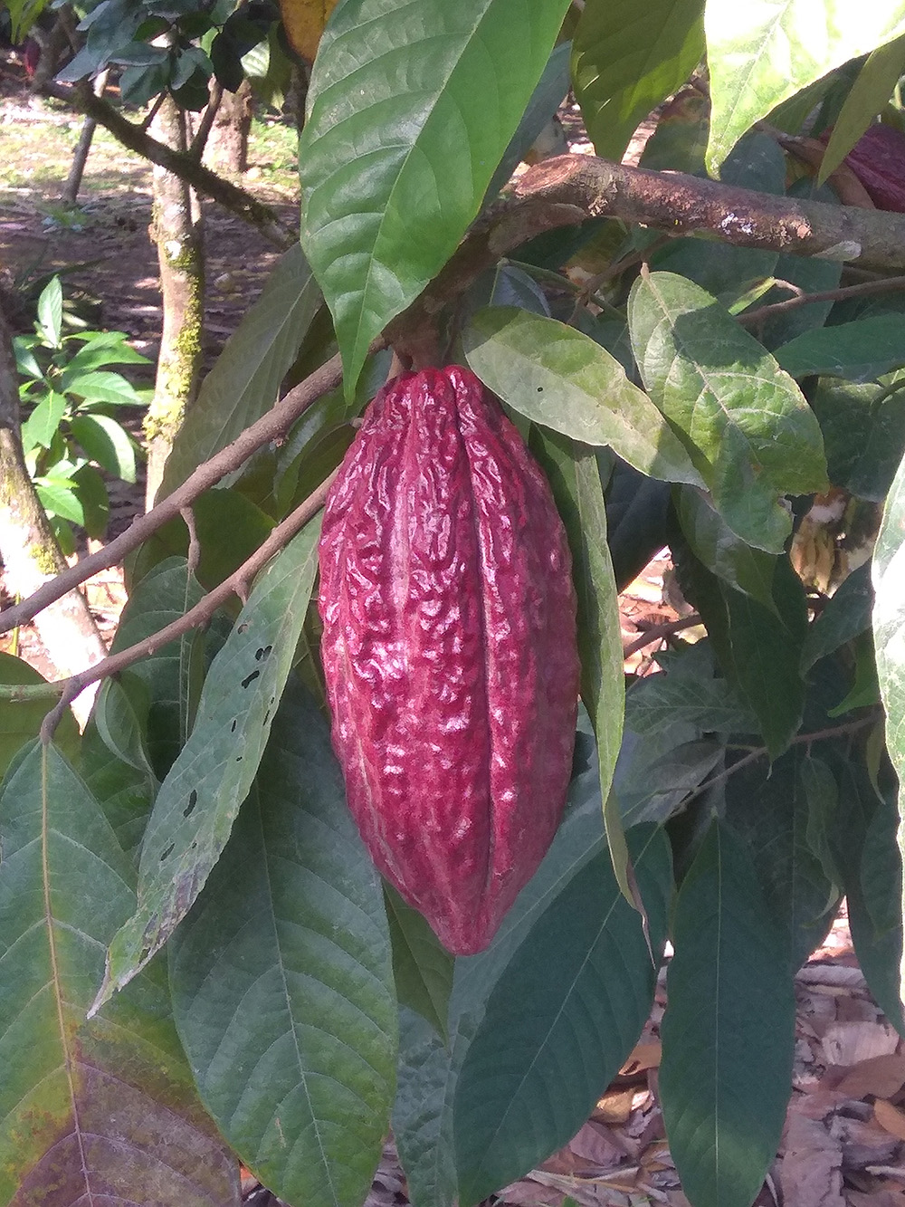 The Cacao Tree: born in the upper Amazon, consumed globally!