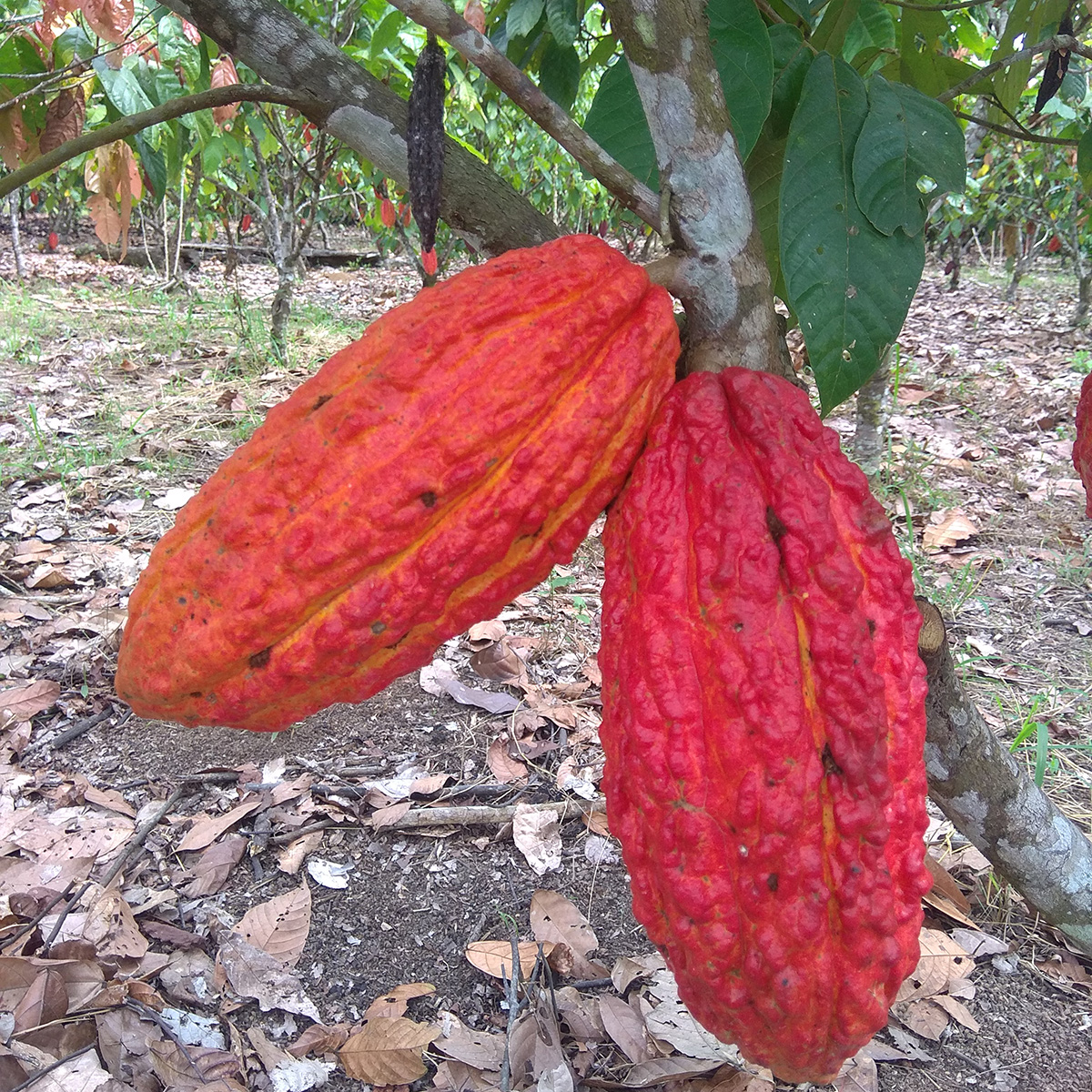 Cacao beans (not roasted) - EXIMBit